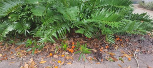 #14 Caring for Mother Nature: Coontie, a Florida Native Plant ...